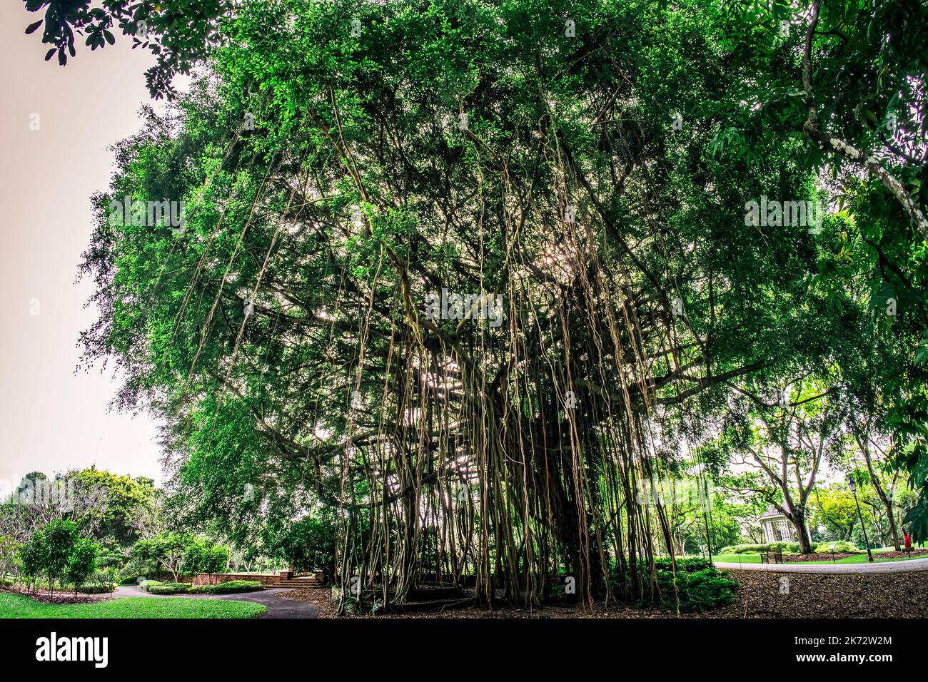 Heritage Tree in the Singapore Botanic Gardens. An UNESCO World ...