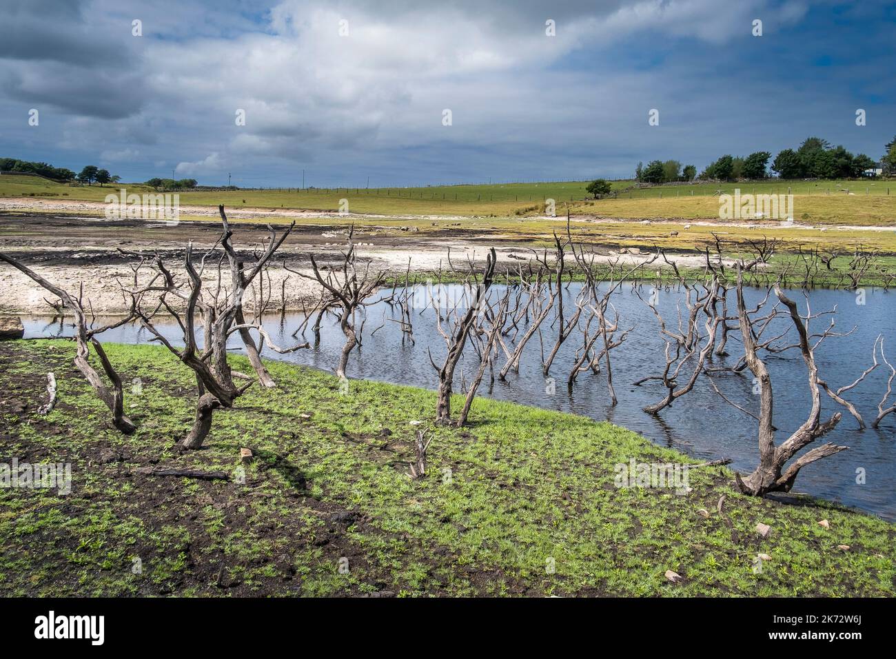 The remains of skeletal dead trees in and around a small man-made pond ...