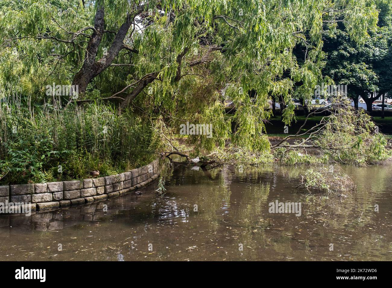 A large branch of a willow tree Salix lying in a pond after high winds ...
