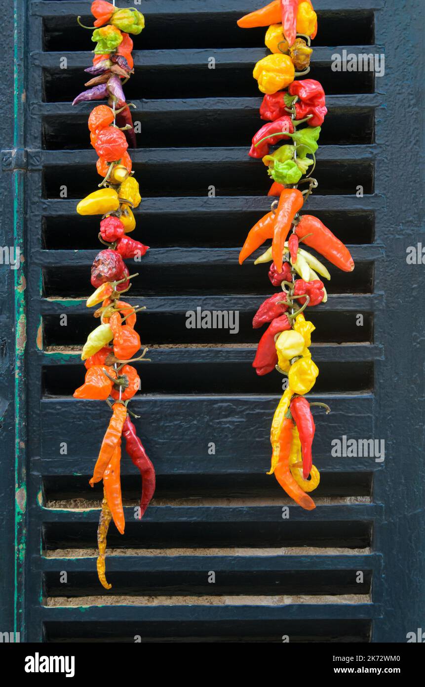 Colored dried peppers and chili peppers on string in front of window ...