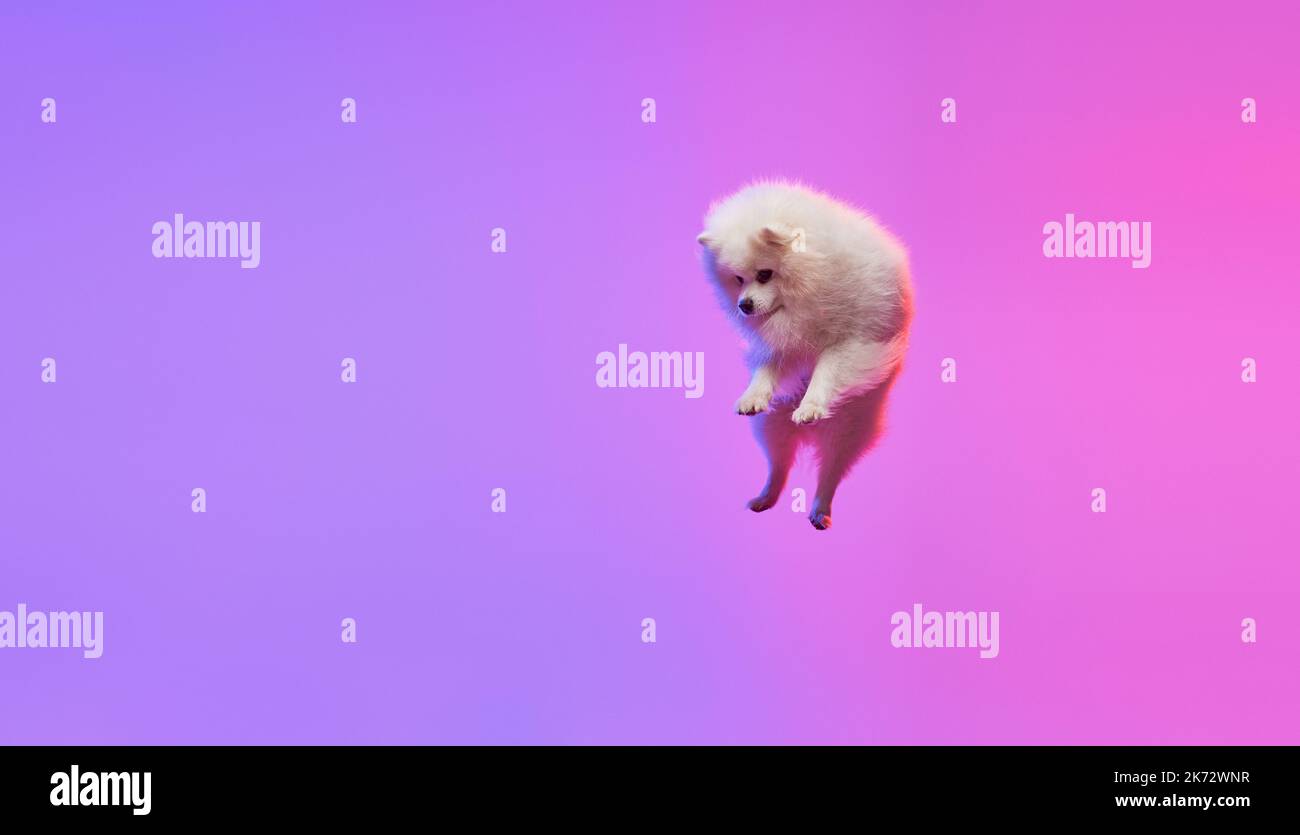Flying doggy. Cute small white pomeranian Spitz jumping isolated over ...