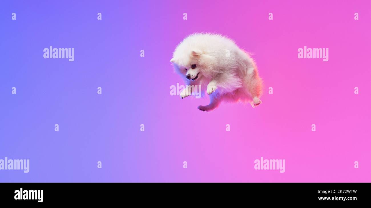 Like snowball. Fluffy white pomeranian Spitz, doggy or pet flying ...