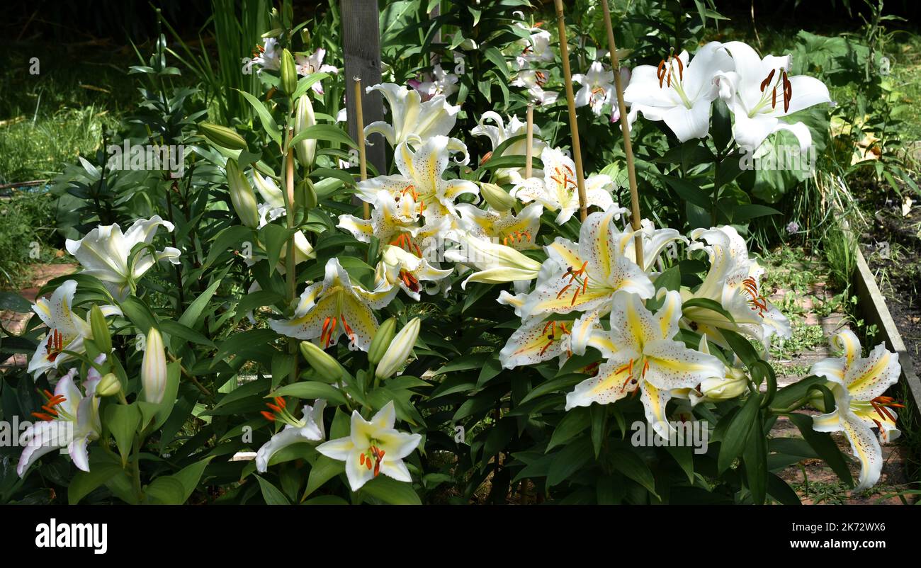 massif de lilium Auratum Gold Band (jardin du ruisseau de l église 2022 ...