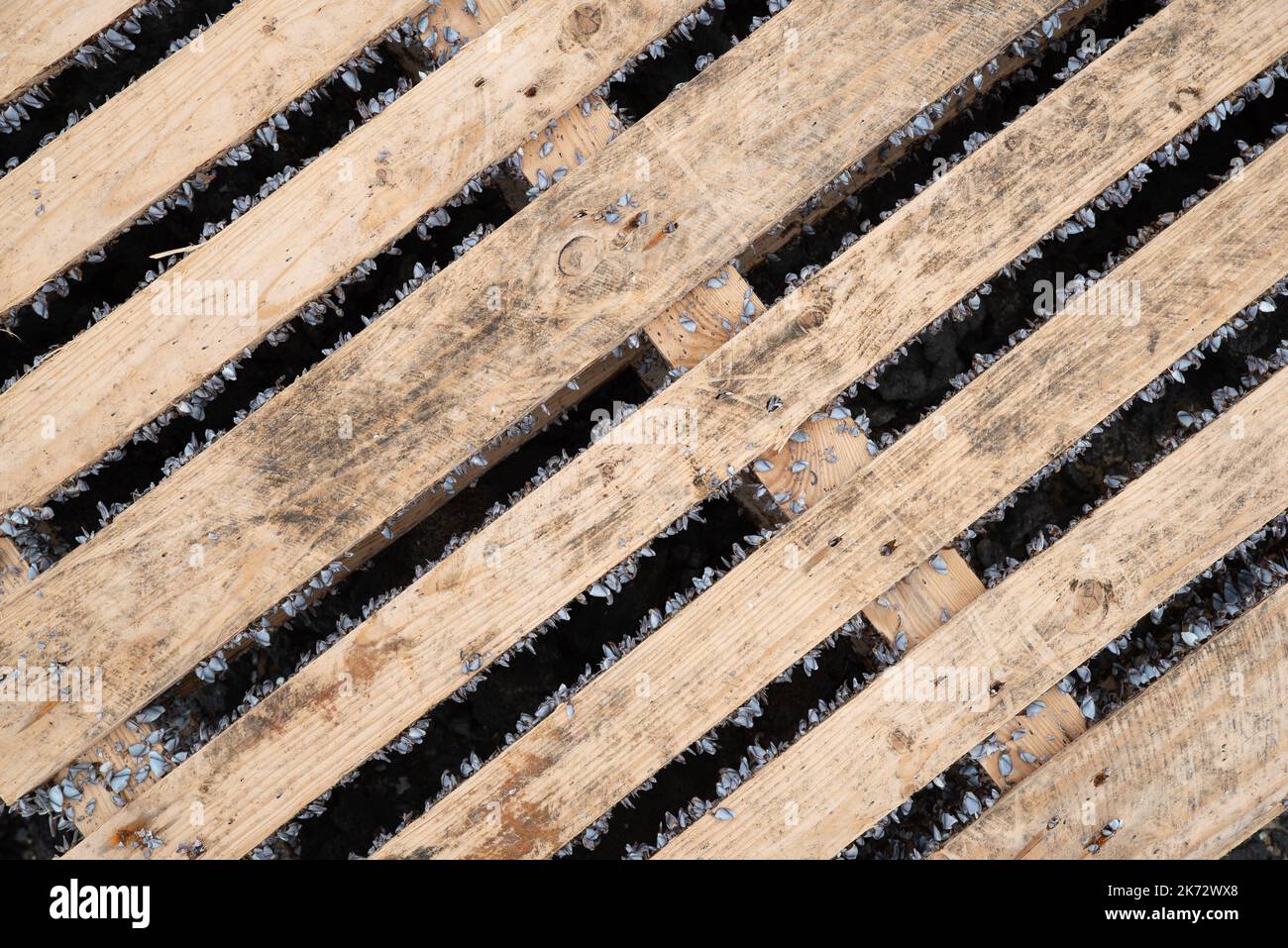 Struktur shell hi-res stock photography and images - Alamy