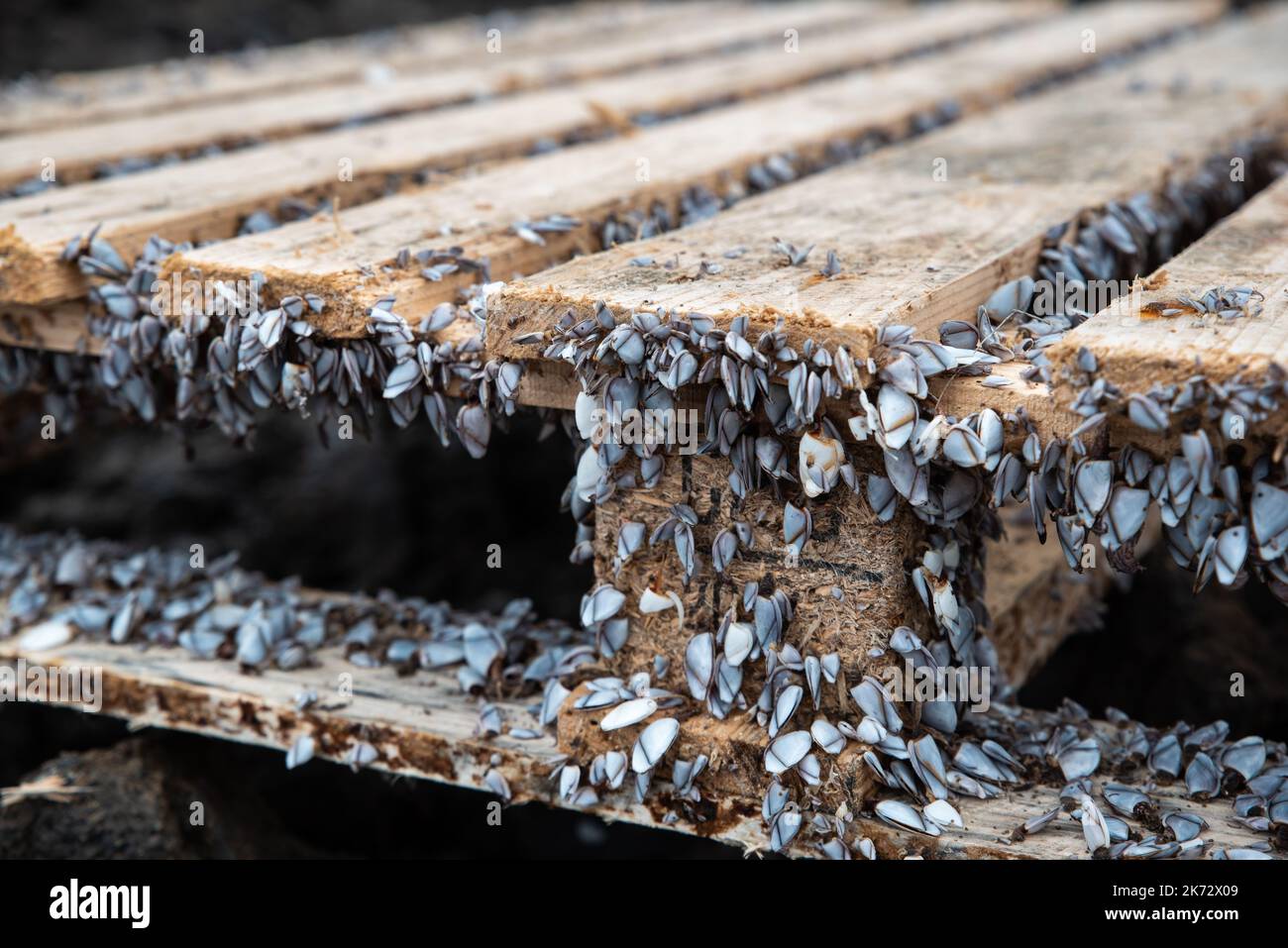 Shells on wooden pallet in detail and side view Stock Photo - Alamy