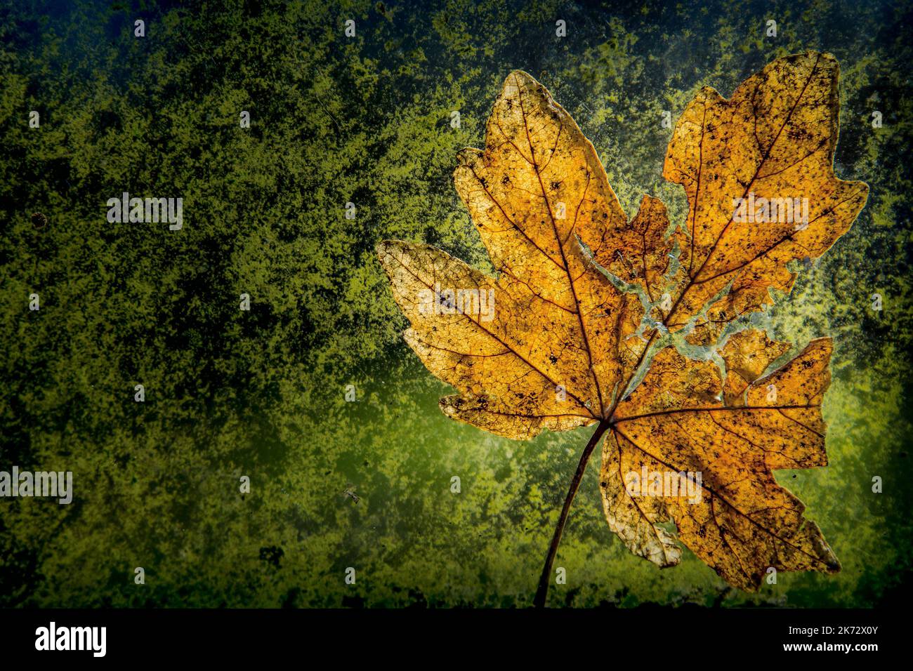 Leaf behind green mossy glass pane Stock Photo - Alamy