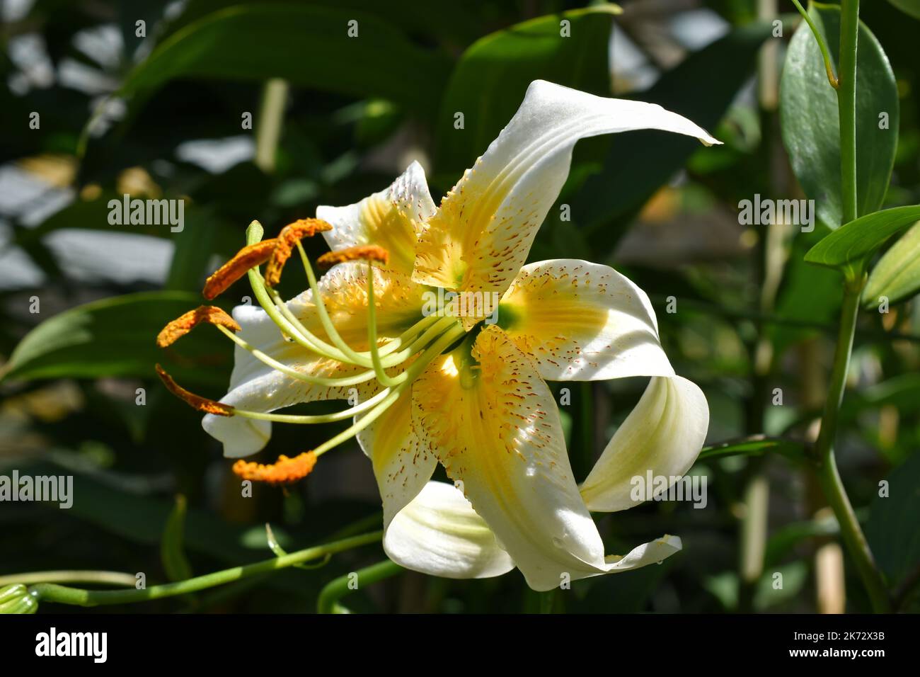 lys jaune et blanc Lady Alice (jardin du ruisseau de l'église 2022 ...
