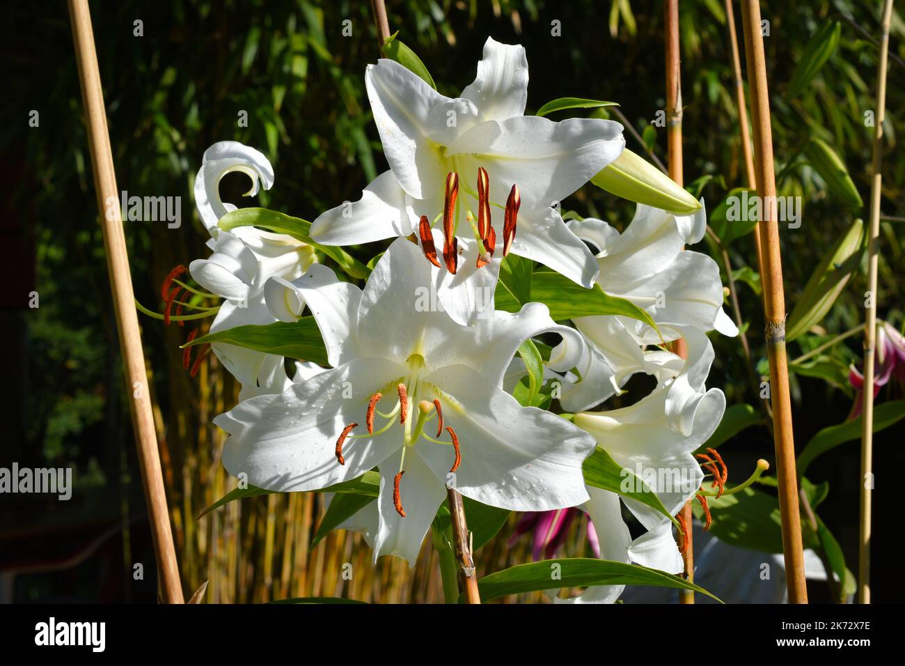 lys blanc Casablanca (jardin du ruisseau de l'église 2022 Stock Photo - Alamy