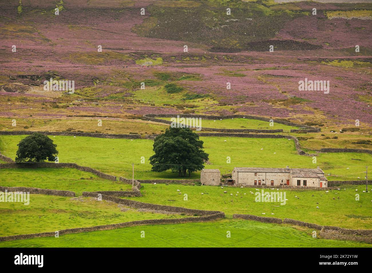 Swaledale farm under Harkerside Moor, in the Yorkshire Dales, UK Stock ...