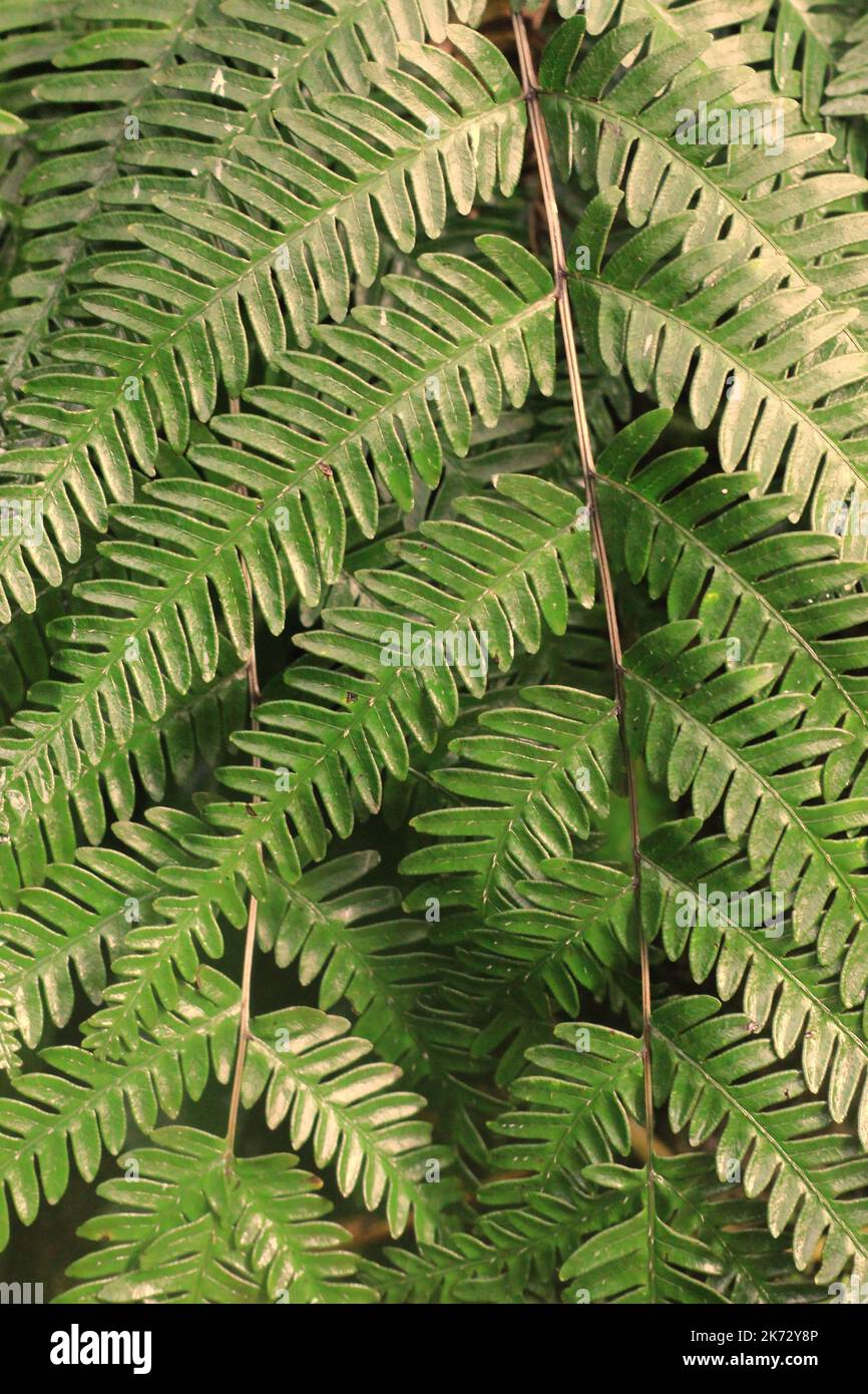 Summer ferns growing in the fields Stock Photo - Alamy