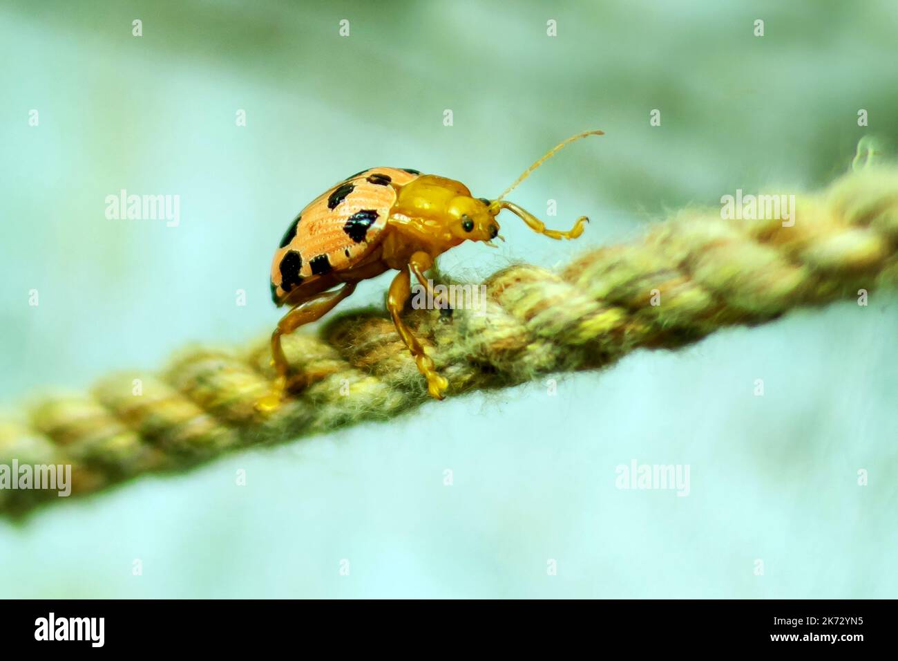 Ladybird beetles or lady beetles as these insects are not classified as ...