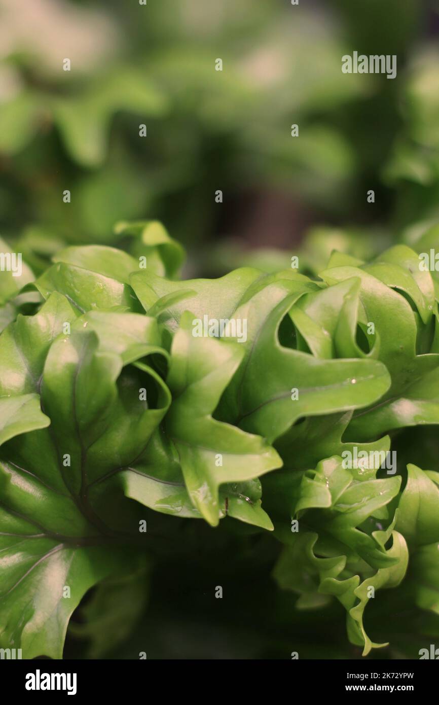 Summer ferns growing in the fields Stock Photo - Alamy