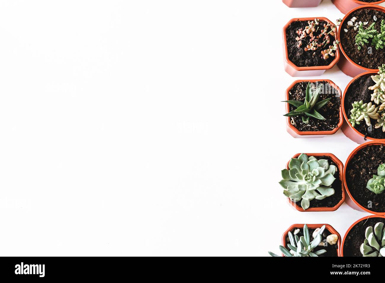 Beautiful potted succulent plants on a white table top view Stock Photo ...