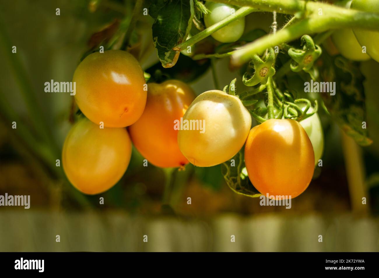 Ripe tomato hi-res stock photography and images - Alamy