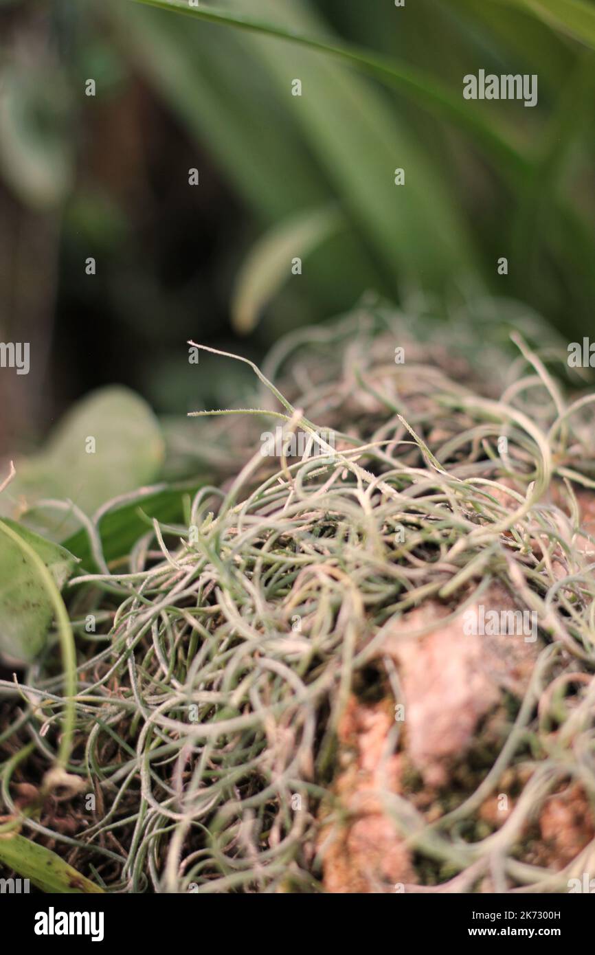 Tropical epiphyte Spanish moss hanging in the meadow Stock Photo - Alamy