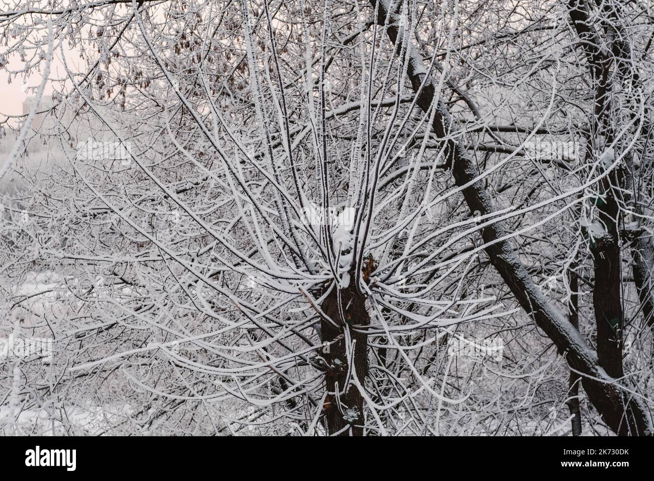 Snowy winter. Heavy snowfall in Moscow. Christmas trees in the snow ...