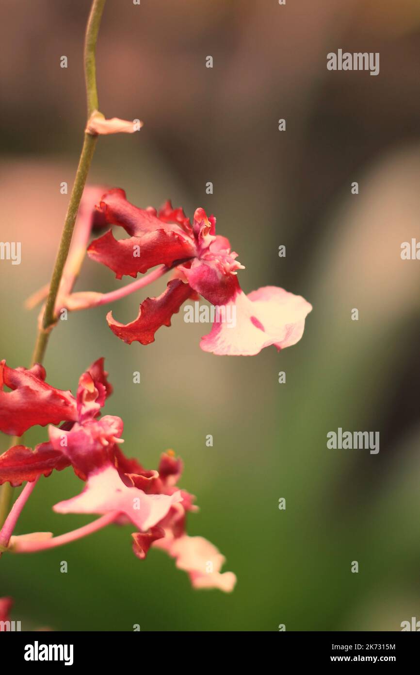 Beautiful tropical flowers growing in the fields in full bloom Stock ...