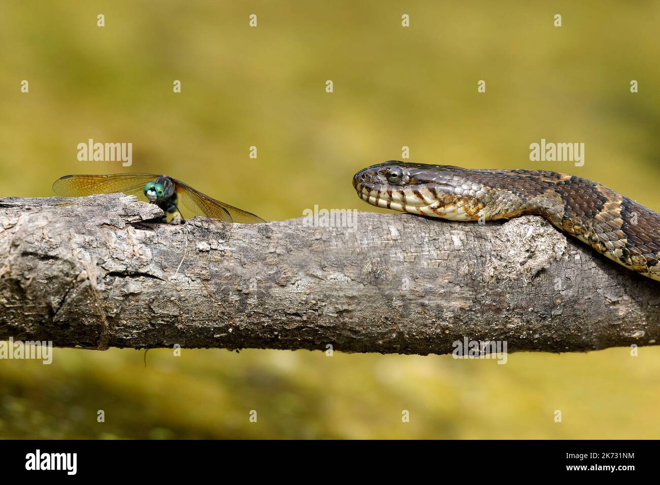 Northern Watersnake (Nerodia sipedon sipedon) sharing a log with a Blue ...