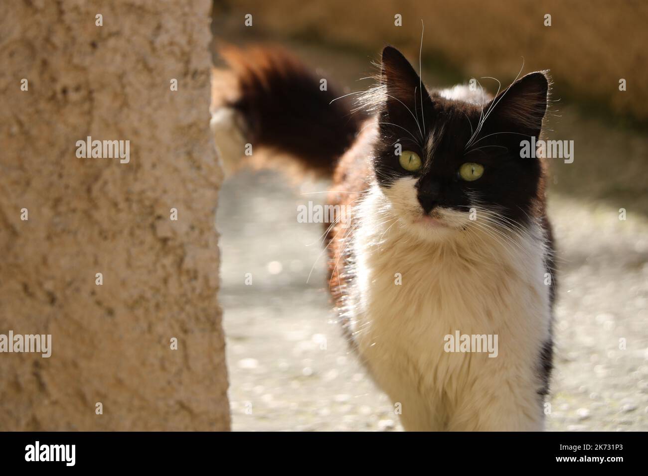 Cat walking towards the camera Stock Photo - Alamy