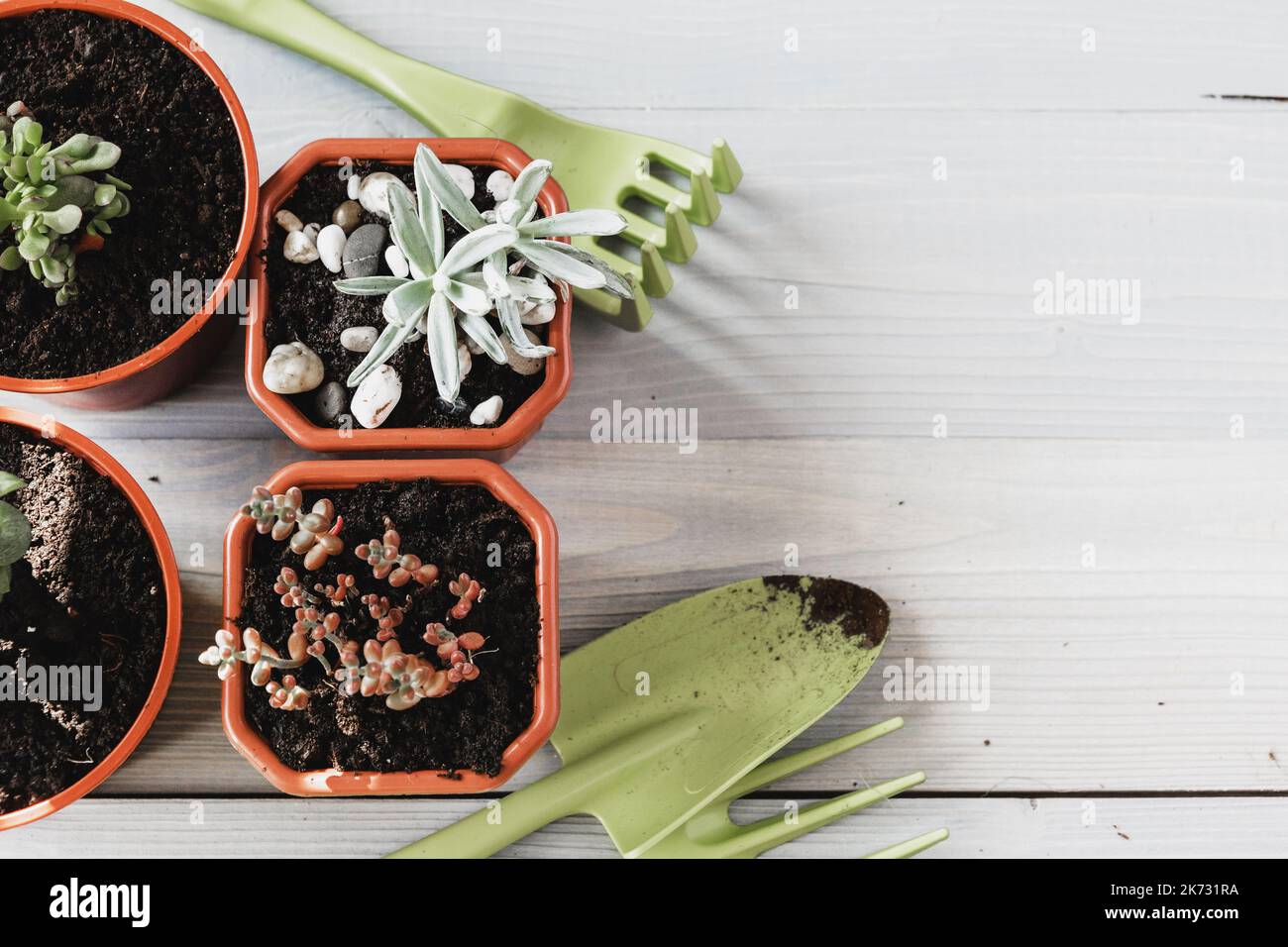 Preparing for spring to transplant plants. Pot, shovel, succulents ...
