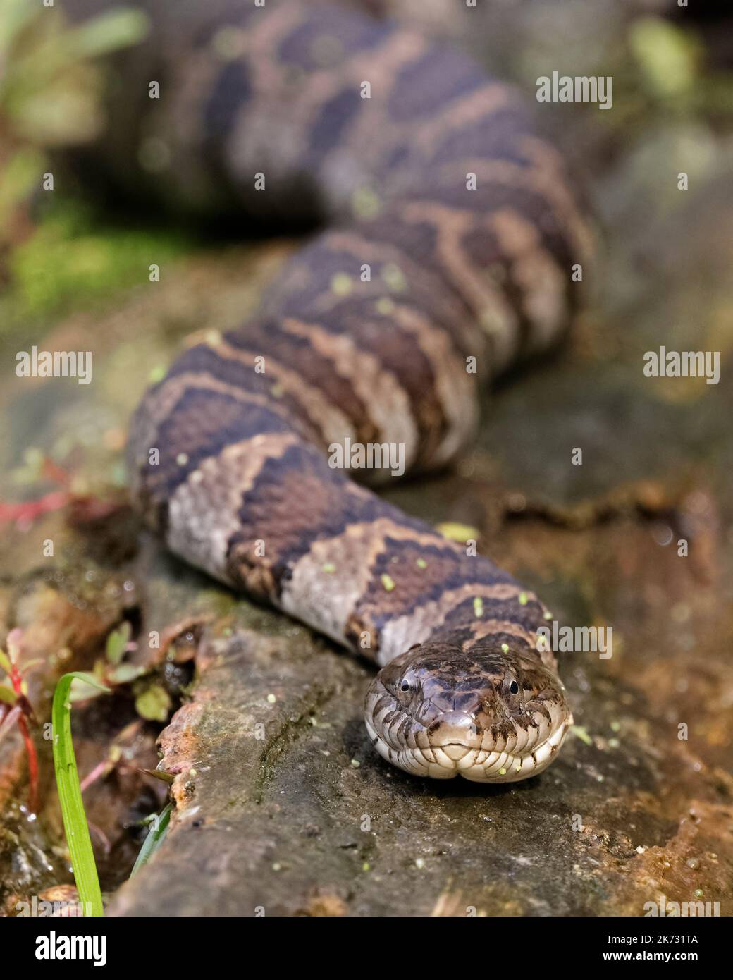 Northern Watersnake (Nerodia sipedon sipedon) basking on a log - Pinery ...