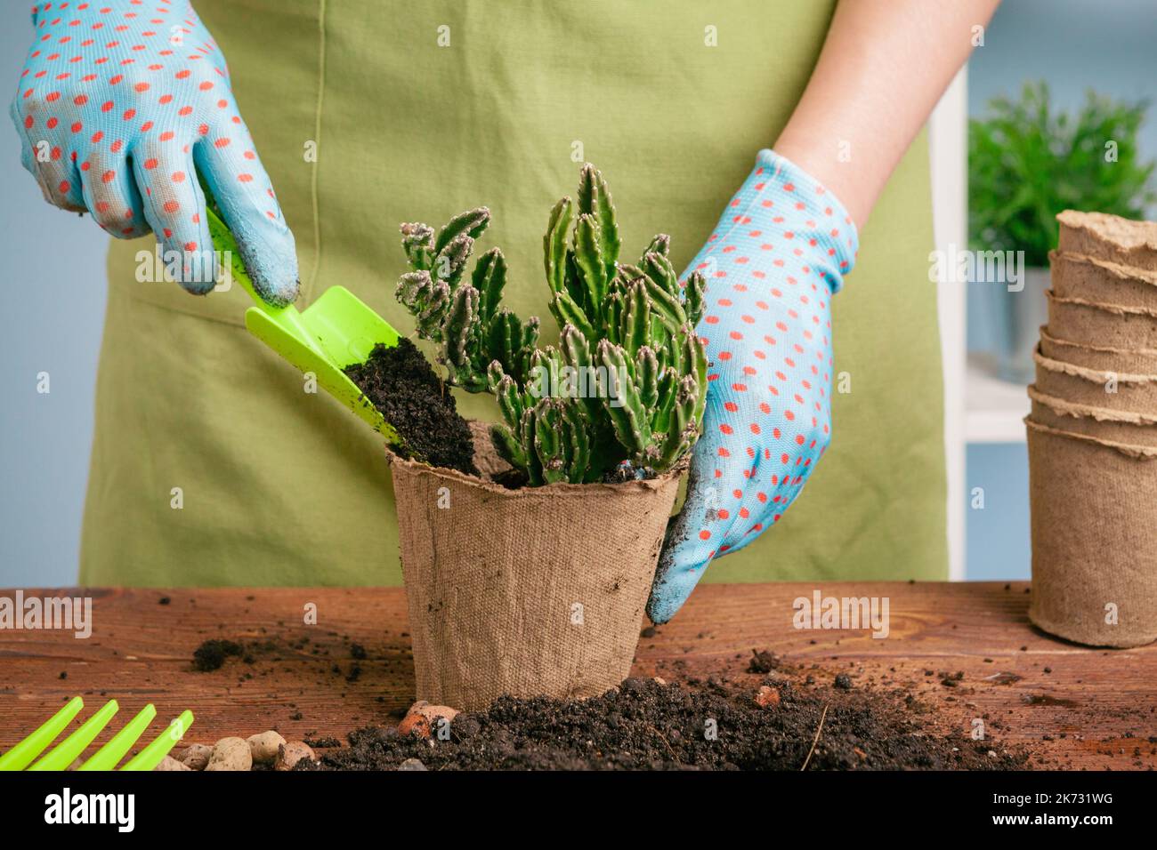 female gardener arranging plants at house using tools Stock Photo - Alamy
