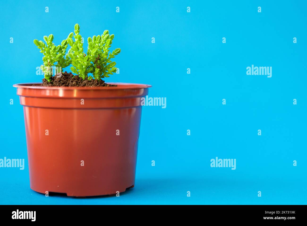 Succulent house plant small sprouts on a blue background Stock Photo ...