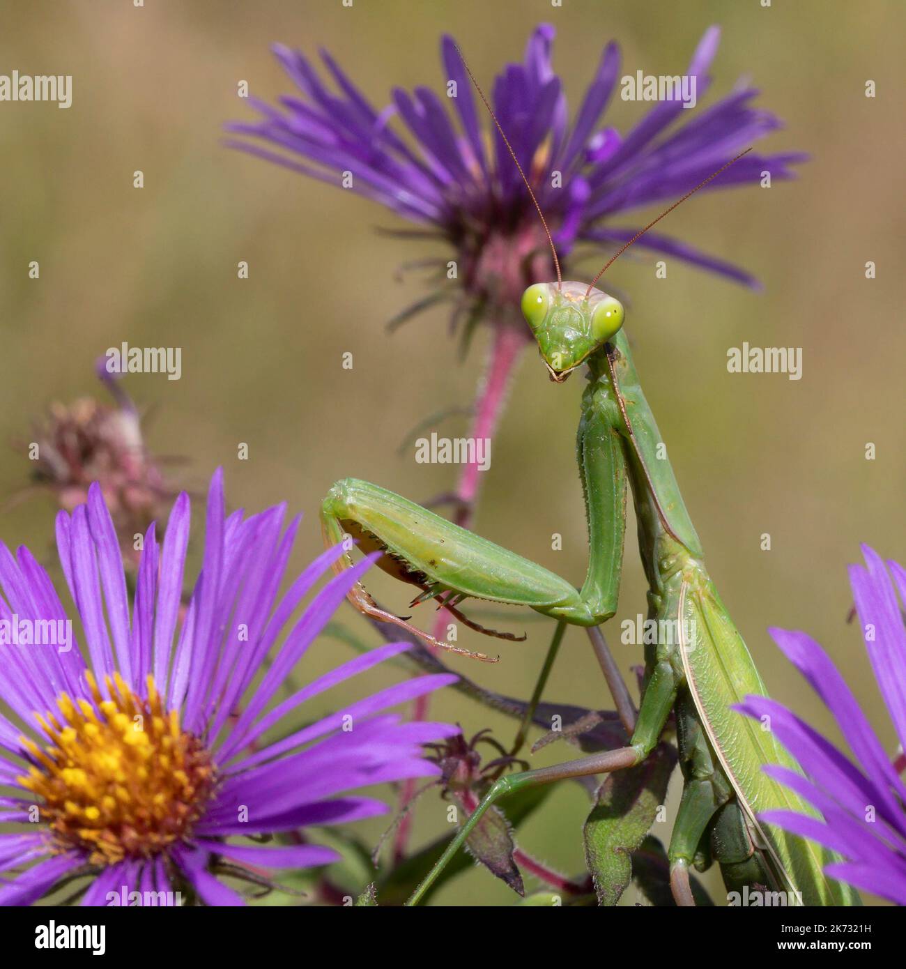 Praying Mantis on a New England Aster waiting to ambush its prey ...
