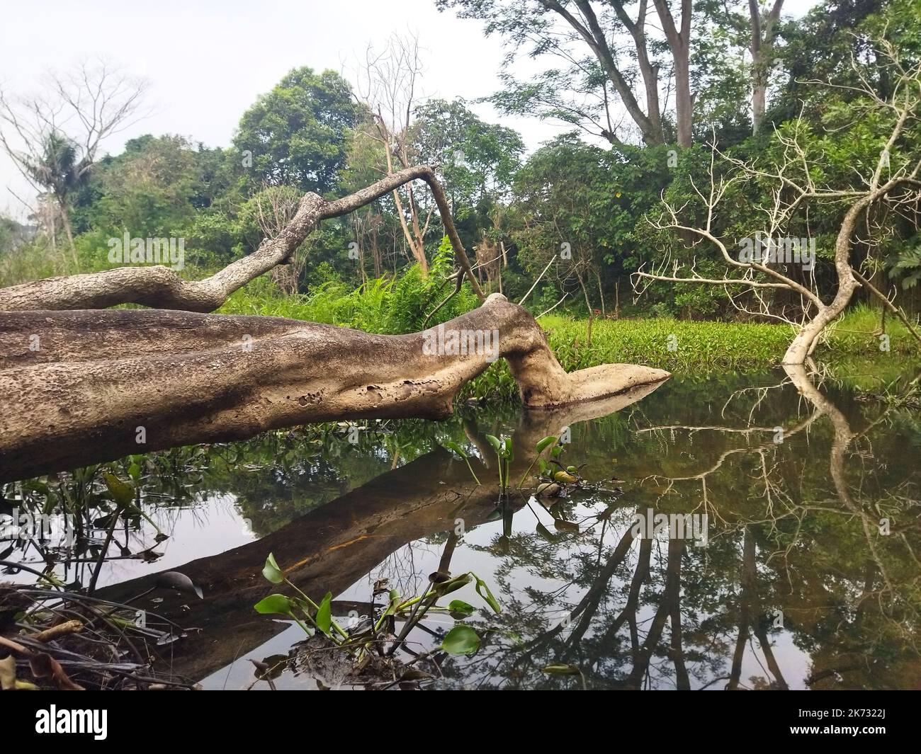 Old big tree falling on the lake Stock Photo - Alamy