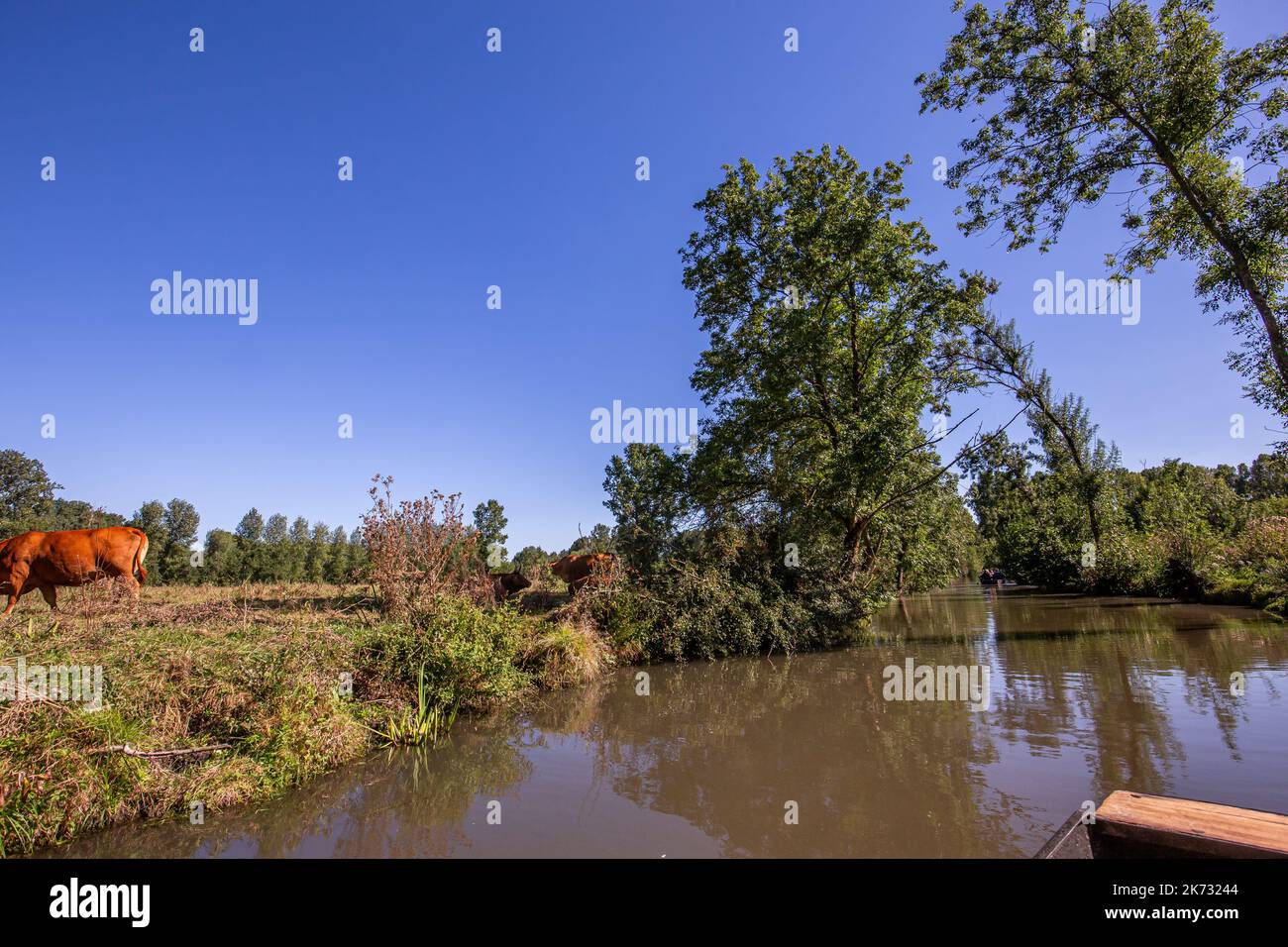 Boat trip on an inner canal in the Marais Poitevin, wet marsh, Poitou ...
