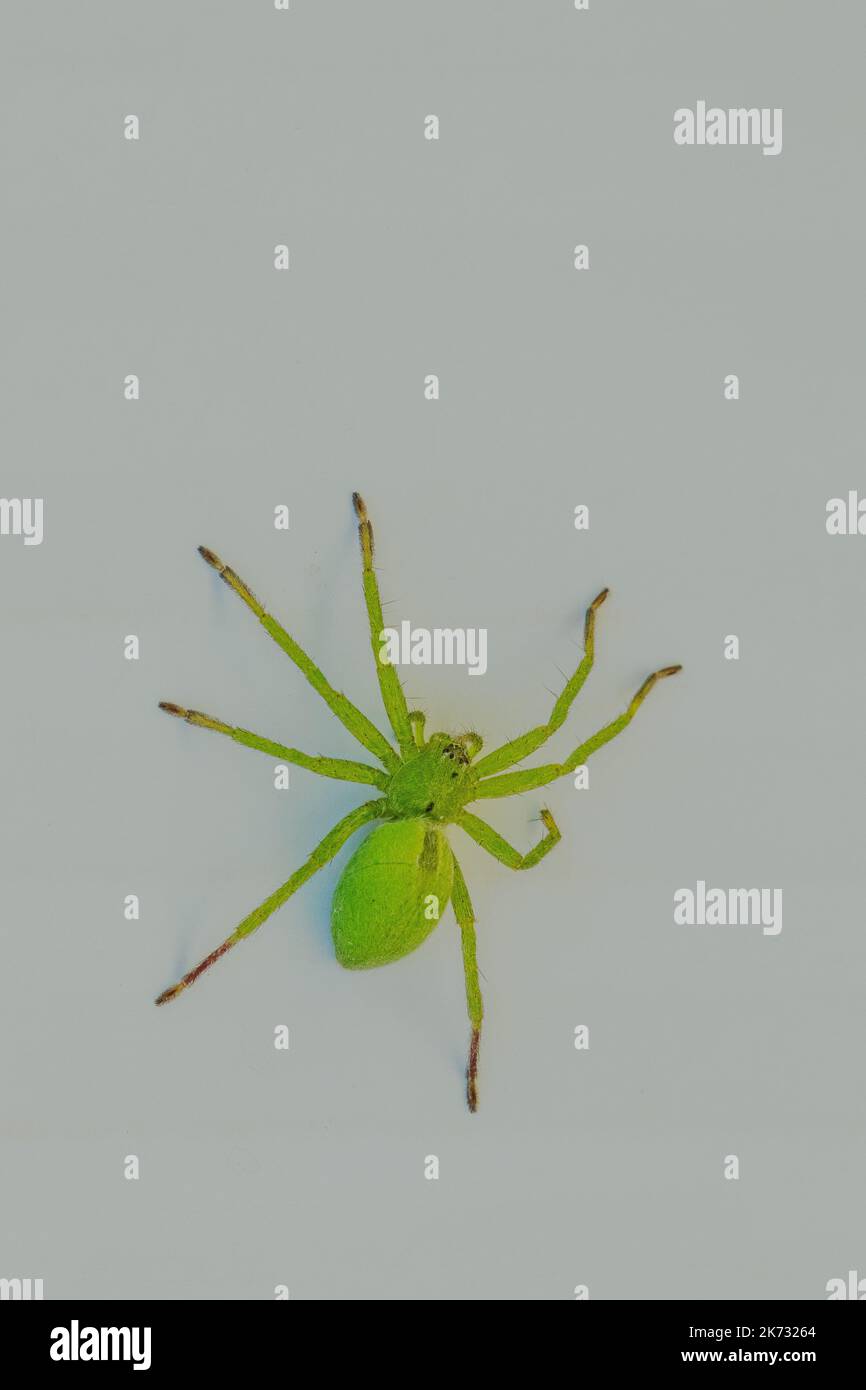 Micrommata ligurina, Female Huntsman Spider Stock Photo - Alamy