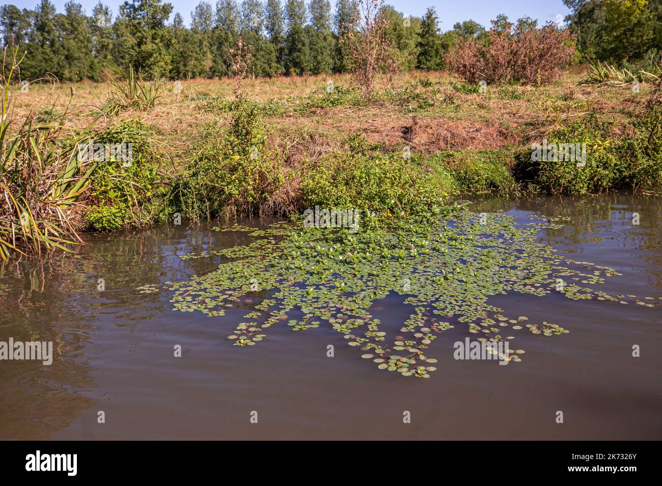 Boat trip on an inner canal in the Marais Poitevin, wet marsh, Poitou ...