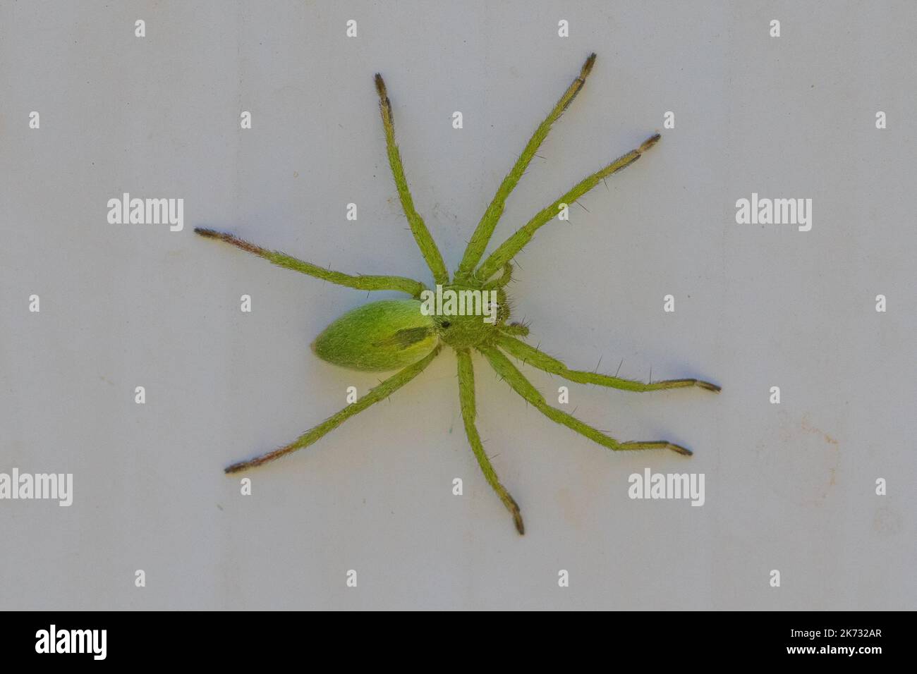 Micrommata ligurina, Female Huntsman Spider Stock Photo - Alamy