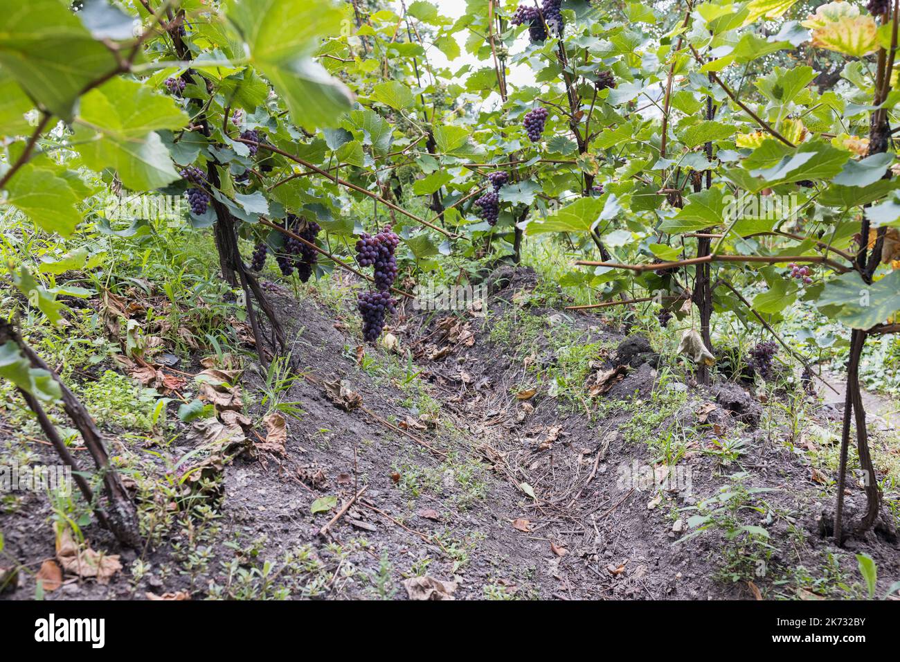 Blue ripe partially dried grapes and leaves in vineyard. Fall season ...