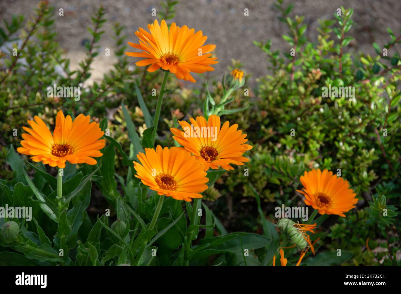 A group of four orange gerber flowers in the green leafy background ...