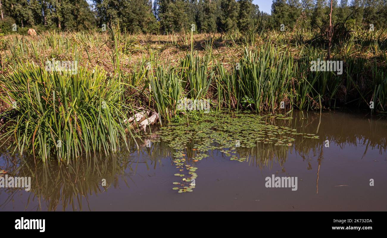Boat trip on an inner canal in the Marais Poitevin, wet marsh, Poitou ...