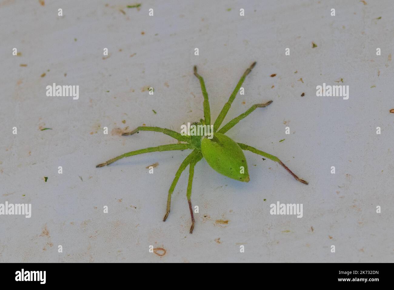 Micrommata ligurina, Female Huntsman Spider Stock Photo - Alamy