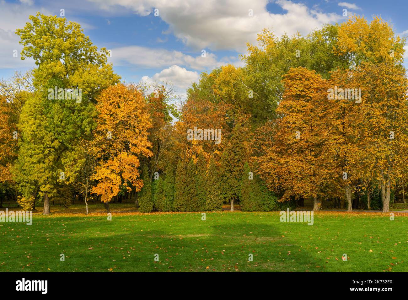 Autumn park with colorful yellow-green and red tree leaves background ...