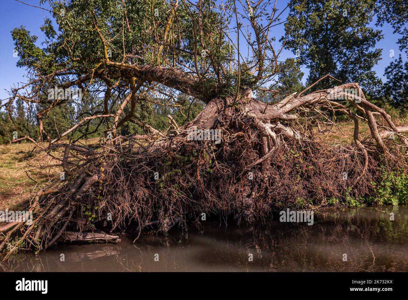 Boat trip on an inner canal in the Marais Poitevin, wet marsh, Poitou ...