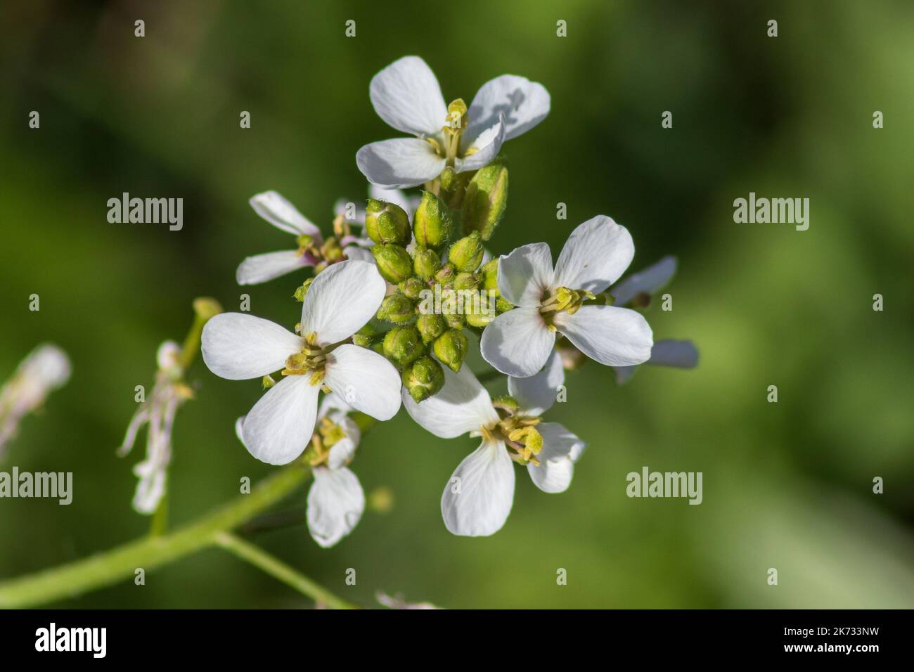 Diplotaxis erucoides, White Wall rocket Flower Stock Photo - Alamy