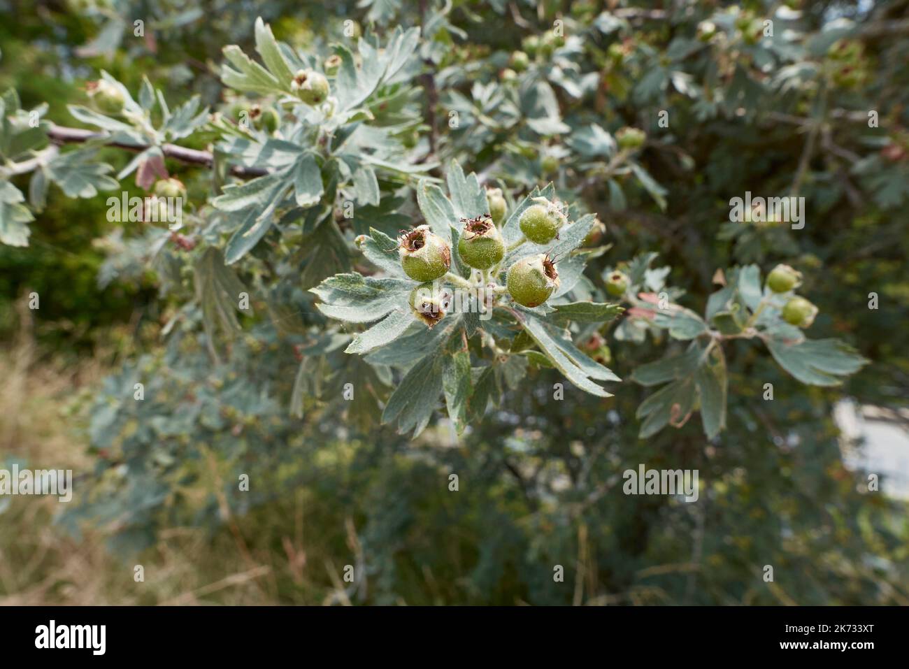 Crataegus azarolus branch close up Stock Photo - Alamy