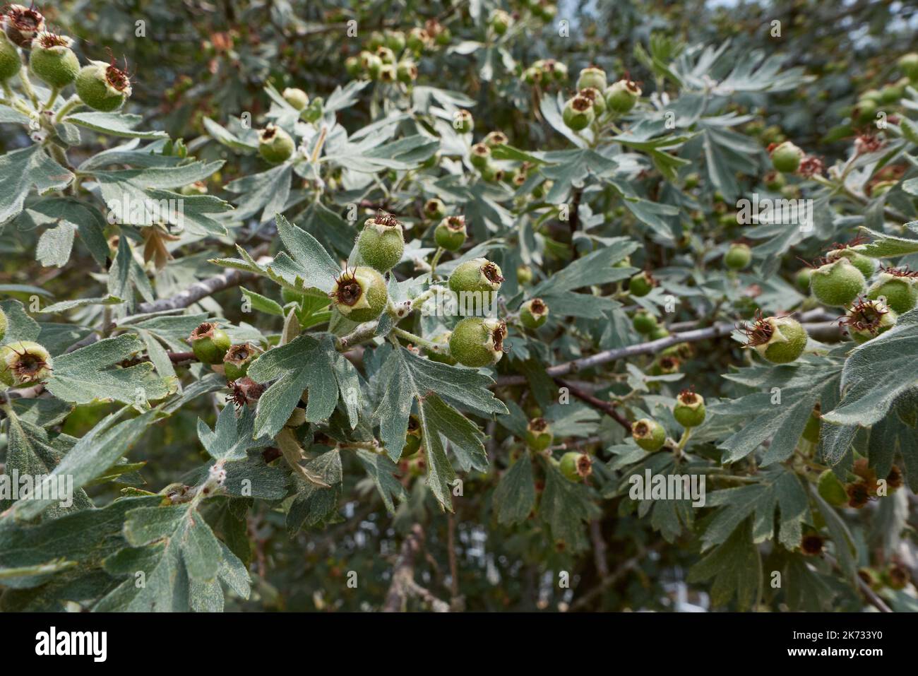 Azarolus hi-res stock photography and images - Alamy