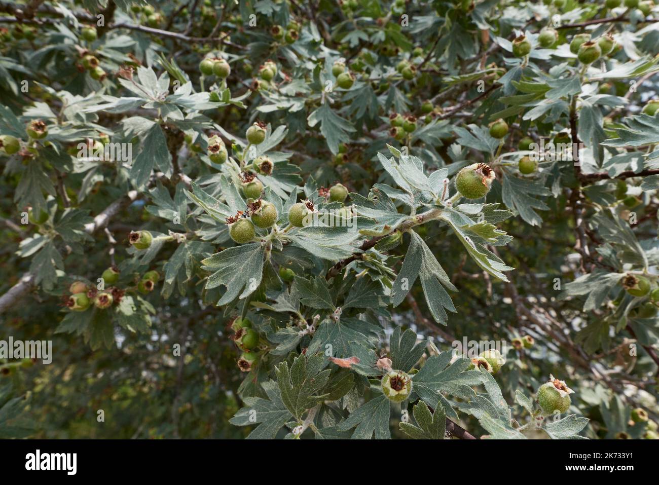 Crataegus azarolus branch close up Stock Photo - Alamy