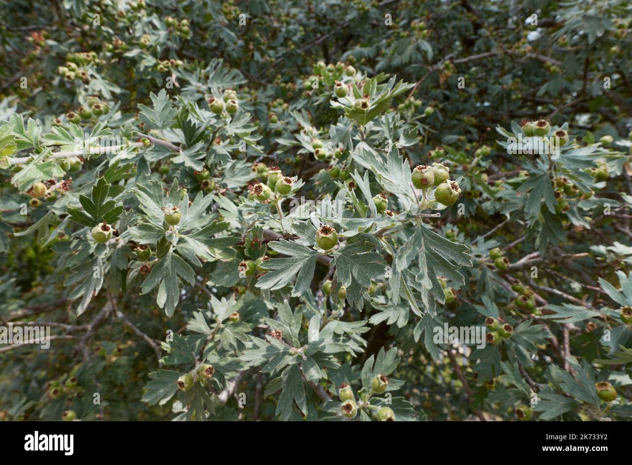 Crataegus azarolus branch close up Stock Photo - Alamy