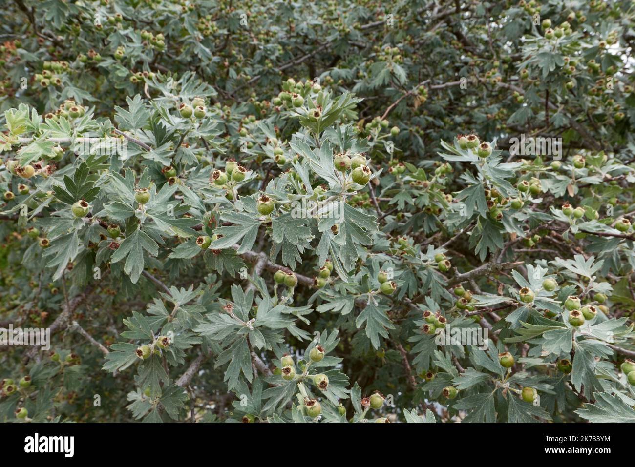 Crataegus azarolus branch close up Stock Photo - Alamy