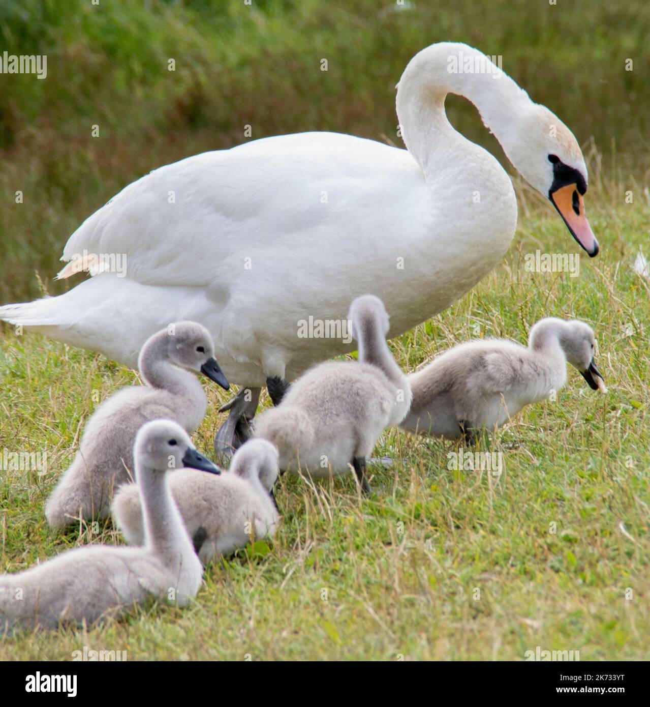 Swan family on a walk on the beach Stock Photo - Alamy