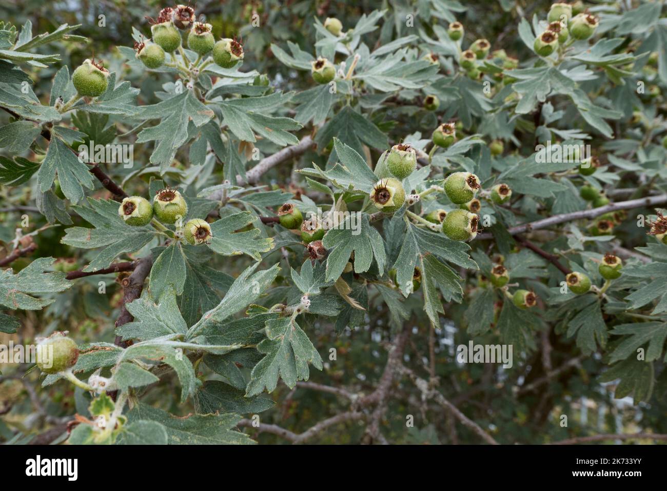 Crataegus azarolus branch close up Stock Photo - Alamy