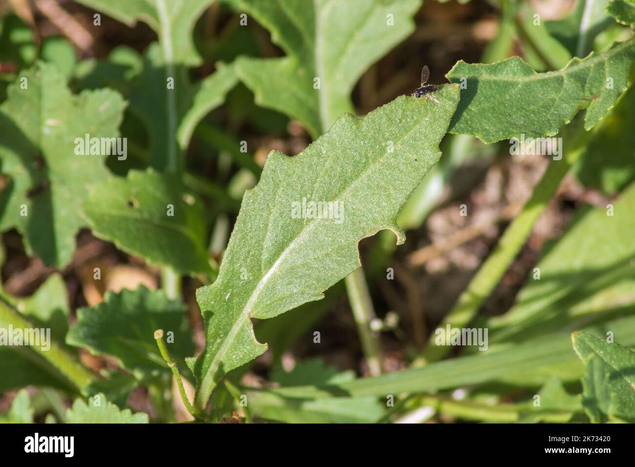 Diplotaxis erucoides, White Wall rocket Leaf Stock Photo - Alamy