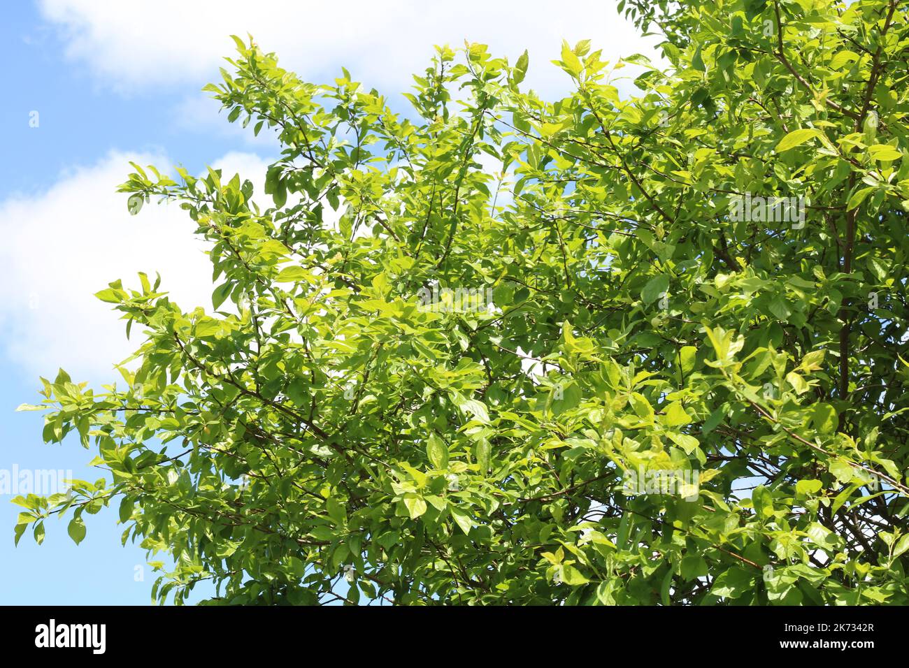 Lush green teal blue hi-res stock photography and images - Alamy