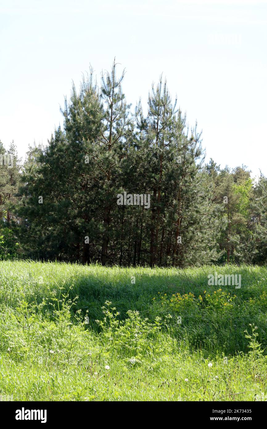 summer forest walk Stock Photo - Alamy